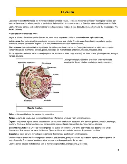 Hoja De Trabajo Con Claves Sobre Los Organelos Celulares