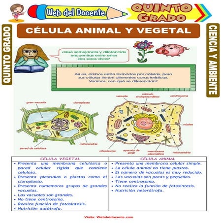 Sopa de letras célula