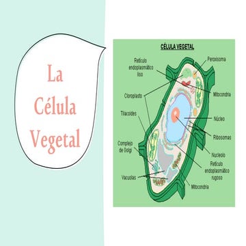 Célula Vegetal (Completa).pdf