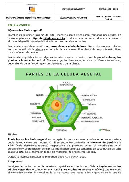 Celula vegetal | PPTX