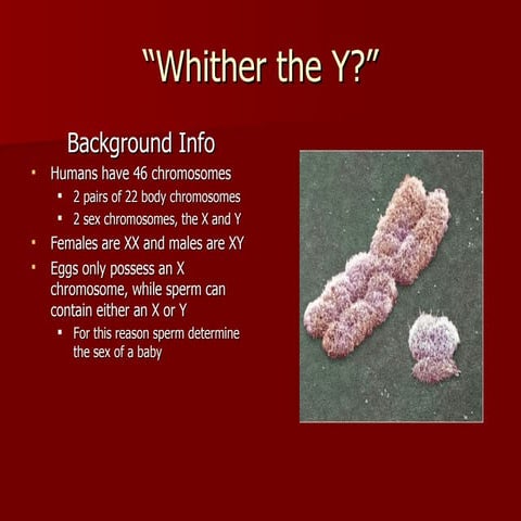 Human y chromosome | PPTX