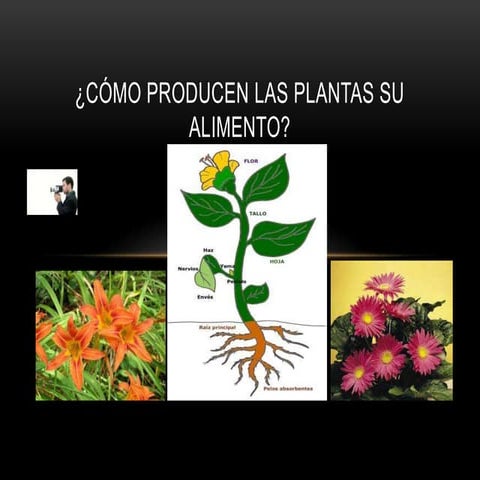 Cómo producen las plantas su alimento | PPTX