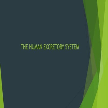 Excretory system ppt | PPT