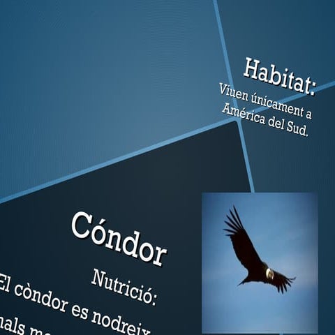 Cóndor | PPT