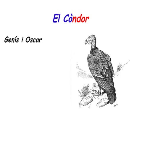 Còndor | PPT