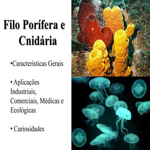 Cnidaria.pptx | Skin and Dermatology | Diseases and Conditions