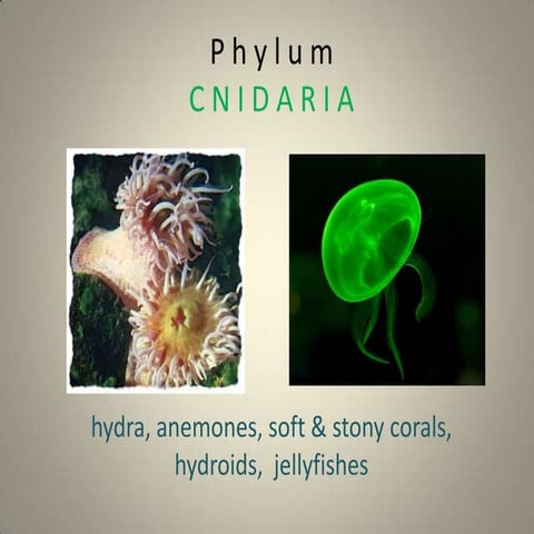 Cnidaria gen features -2012 | PPTX