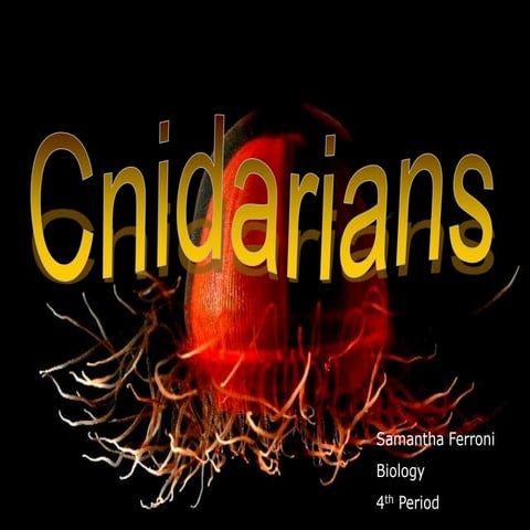 Cnidarians | PPT