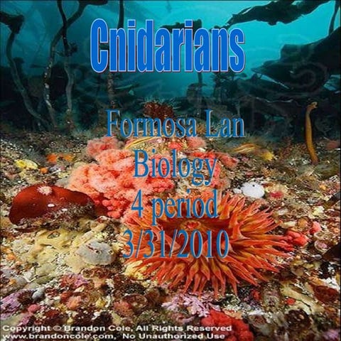 Cnidarians | PPT