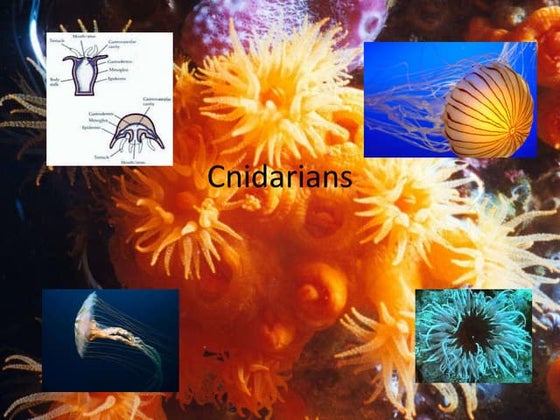 Body Wall of Cnidarians | PPT