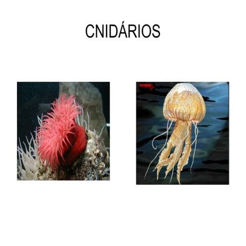 Cnidários: características, classes e reprodução | PPT