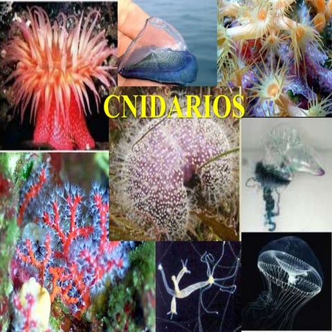 Presentación del filo Cnidarios: Reproducción, Desarrollo, estructura ...