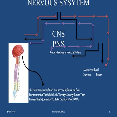 Cns | PPTX | Brain and Nervous System Disorders | Diseases and Conditions