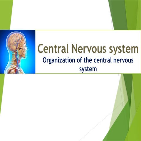CNS.pptx. It is about central nervous system | PPTX