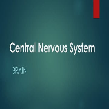 CNS-Brain-Cerebrum-Fall 2024presentation | PPTX