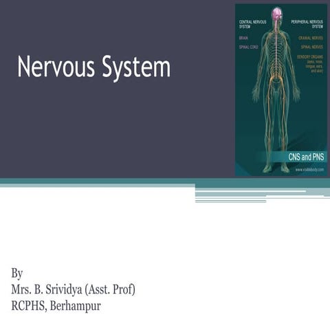 central nervous system | PDF