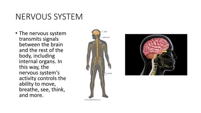 Introduction to the nervous system | PPTX