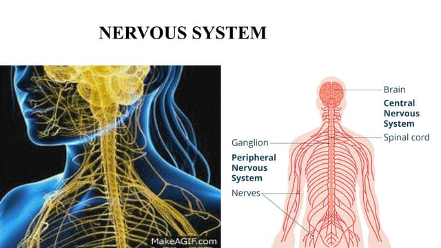 BRAIN structure and its function (class 10) | PPTX