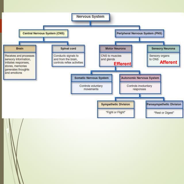 Chapter 2.pdfrccrucrurcucruurcuvrcruvrvruvrur | PDF