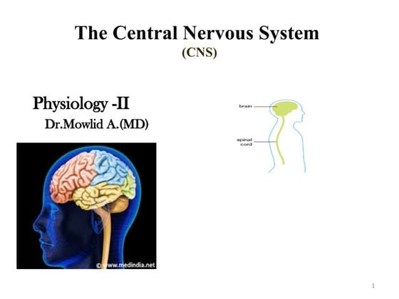 Cranial nerve nuclei | PPT