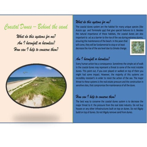 Coastal dunes – behind the sand | PDF