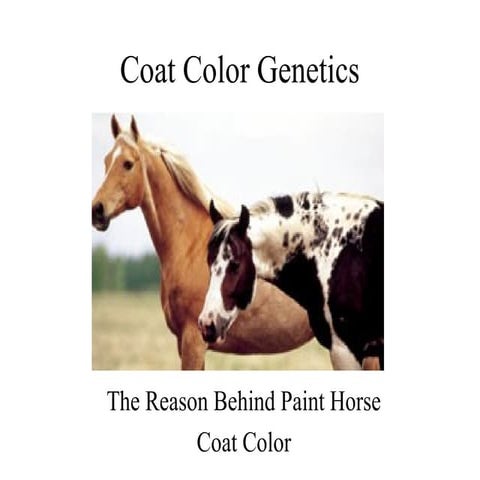 Coat colorgenetics part1 | PPT