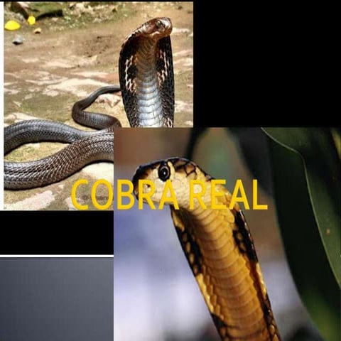 Cobra real | PPTX