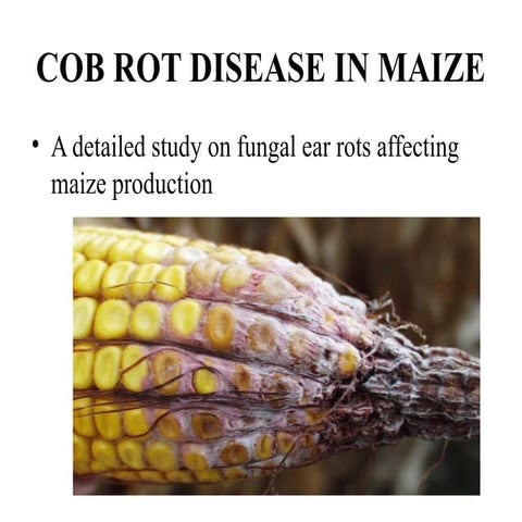 Cob_Rot_Disease_in_Maize_Presentation-1.pptx