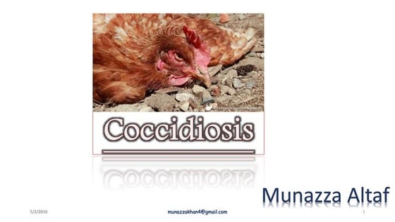 Coccidiosis in poultry | PPTX | Digestive Disorders | Diseases and Conditions