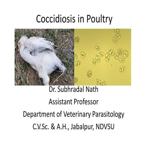coccidiosis-in-poultry-ppt.pdfcoccidiosis-in-poultry-ppt.pdf.coccidiosis-in-poultry-ppt ...