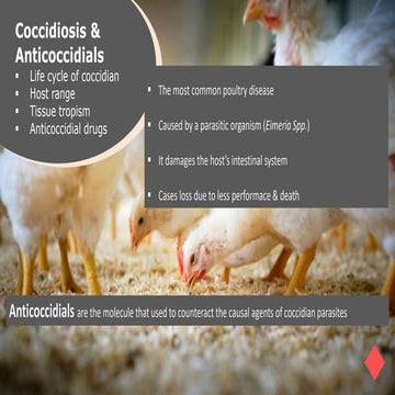 Coccidiosis and Anticoccidial programme | PPTX