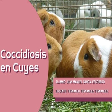 coccidiosis en cuyes - etiologia - lesiones macroscopica y ...