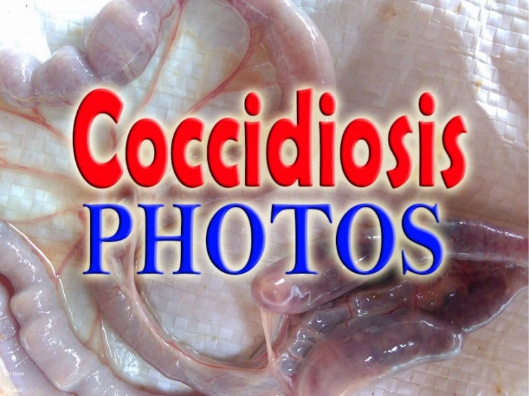 Coccidiosis in Chickens, Photos, Pictures