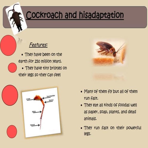 Cockorahc adaptation | DOCX