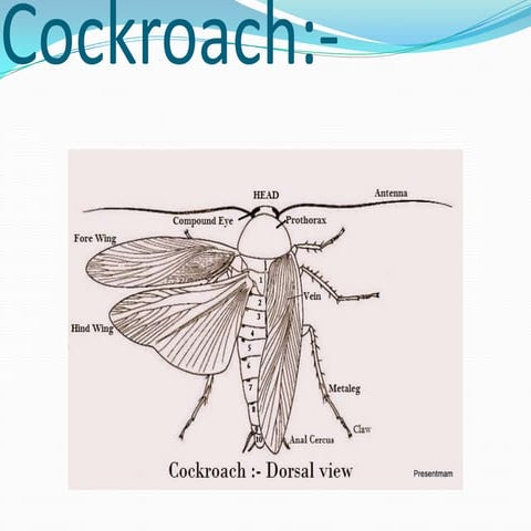 Cockroach Class 11th NEET CBSE NCERT Biology | PDF