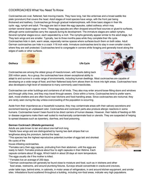Course COCKROACHES What You Need To Know.pptx | Beekeeping | Hobbies ...