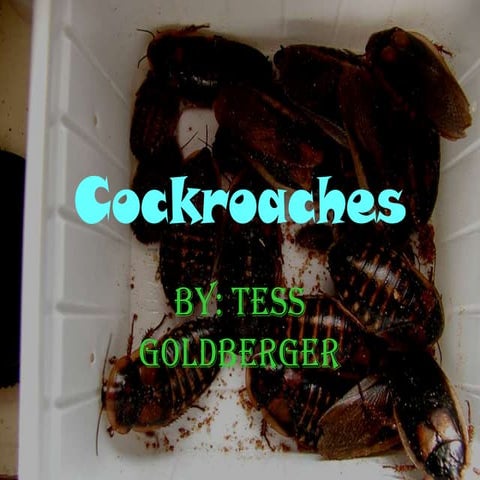 Cockroach Report Tess | PPTX