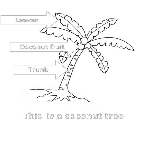 Coconut | DOCX