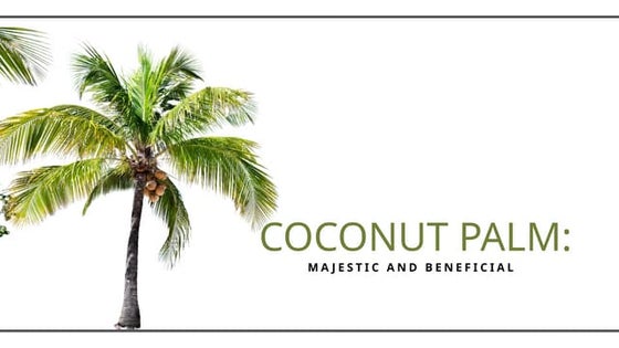 Coconut.tree ppt | PPT | Food & Drink