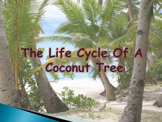 Coconut.tree ppt | PPT