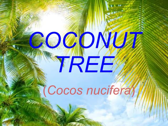 Coconut.tree ppt | PPT | Food & Drink