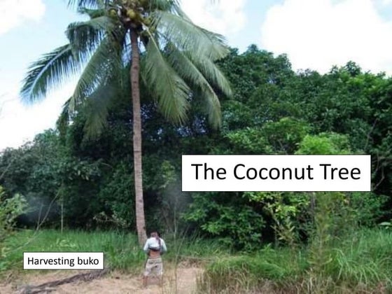 Coconut.tree ppt | PPT | Food & Drink