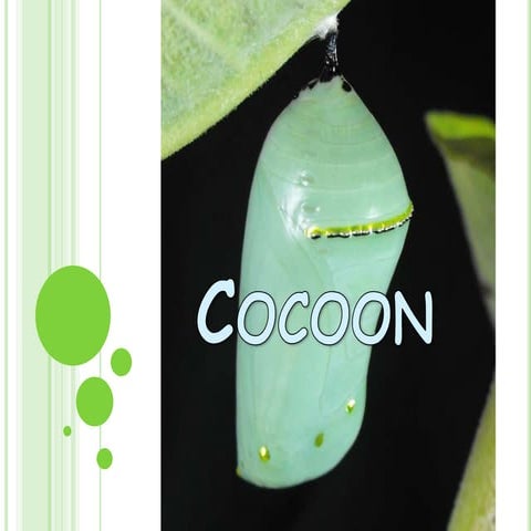 Cocoon | PPT