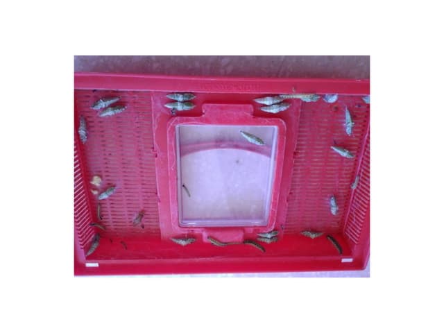 Life cycle of a frog | DOC