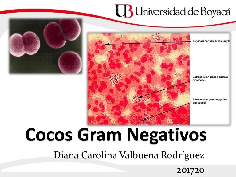 Cocos gram negativos 2017