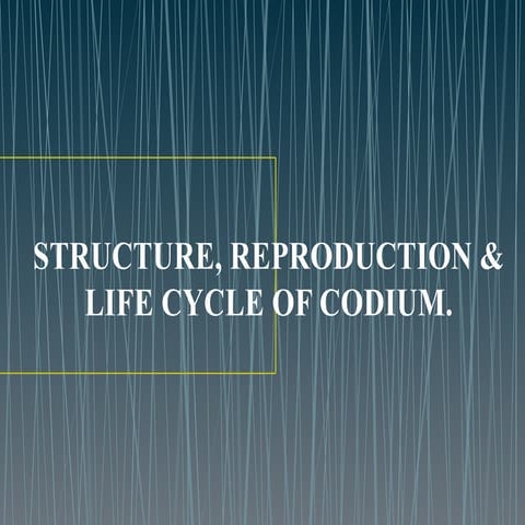 codium.pptxtygg7c6 uhh unn hhffvhhhjjgyh | PPTX