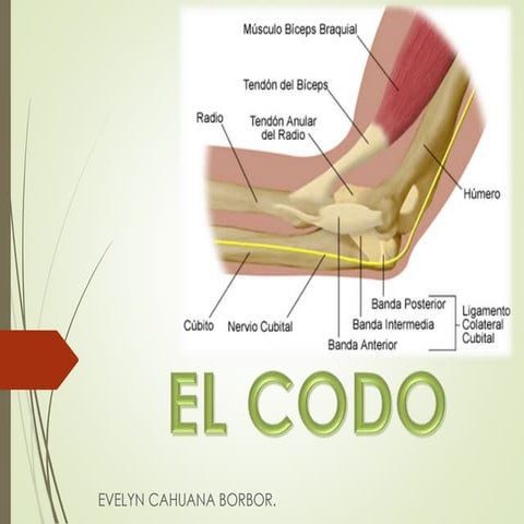 BIOMECÁNICA DEL CODO | PPT
