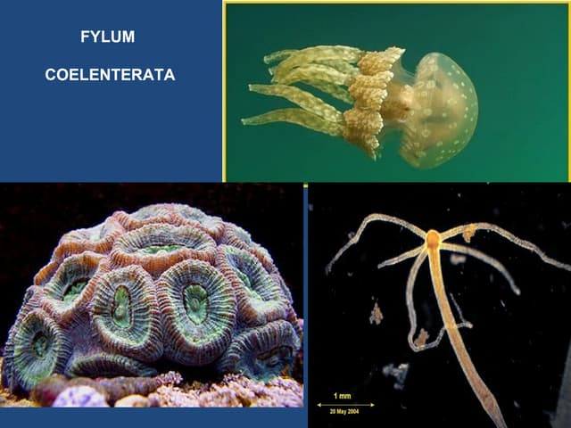 Coelenterates - classification and gen characters | PPT | Biological ...