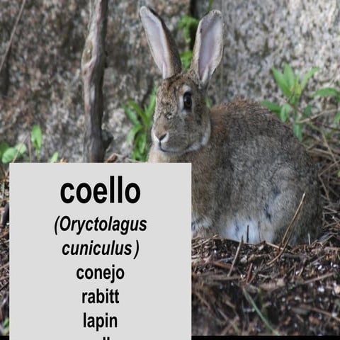 Coello | PPT