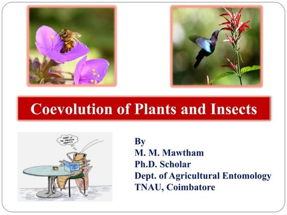 Coevolution Examples In Plants Coevolution Of Plants And Pollinators